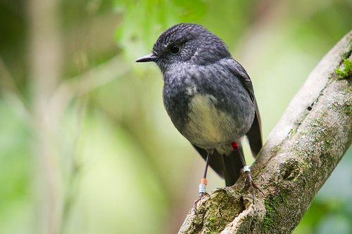 Black Robin : Birding NZ